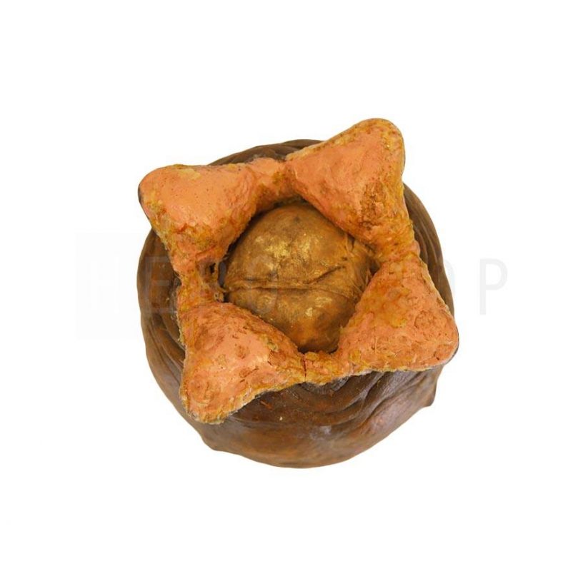 Aliens vs. Predator Movie Prop Alien Egg - HeroProp.com