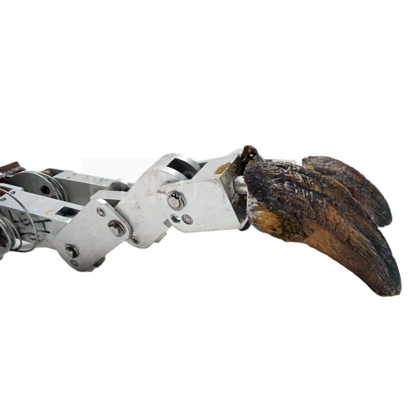 Articulated Raptor Feet from Jurassic Park - HeroProp.com