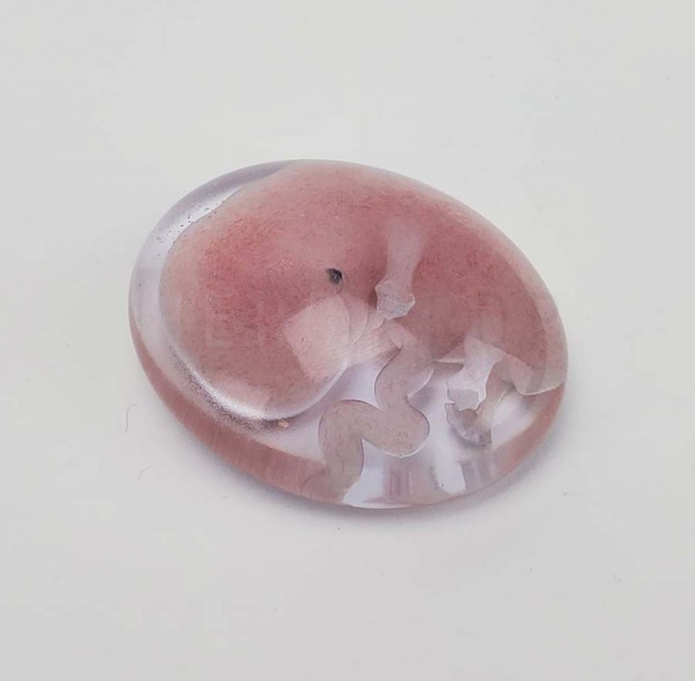 Alien: Covenant Hero Human Embryo - HeroProp.com