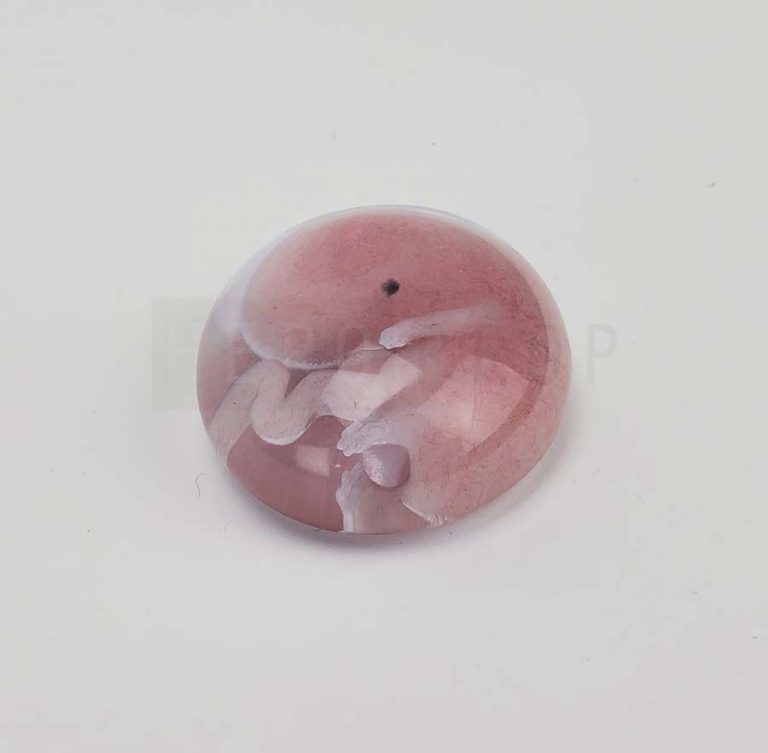 Alien: Covenant Hero Human Embryo - HeroProp.com