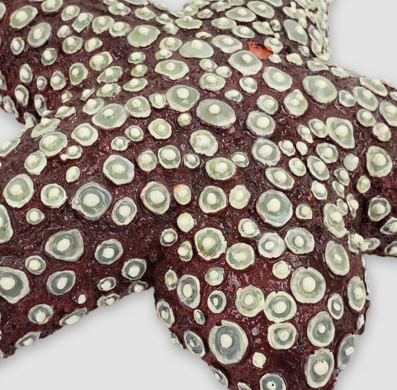 Hulk (2003) - Screen Matched Starfish from Experiments Scene - HeroProp.com