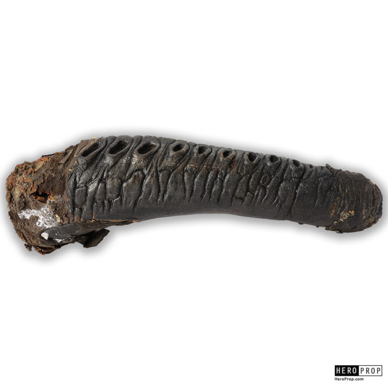 Alien vs. Predator (2004) – Xenomorph Spine – HeroProp.com
