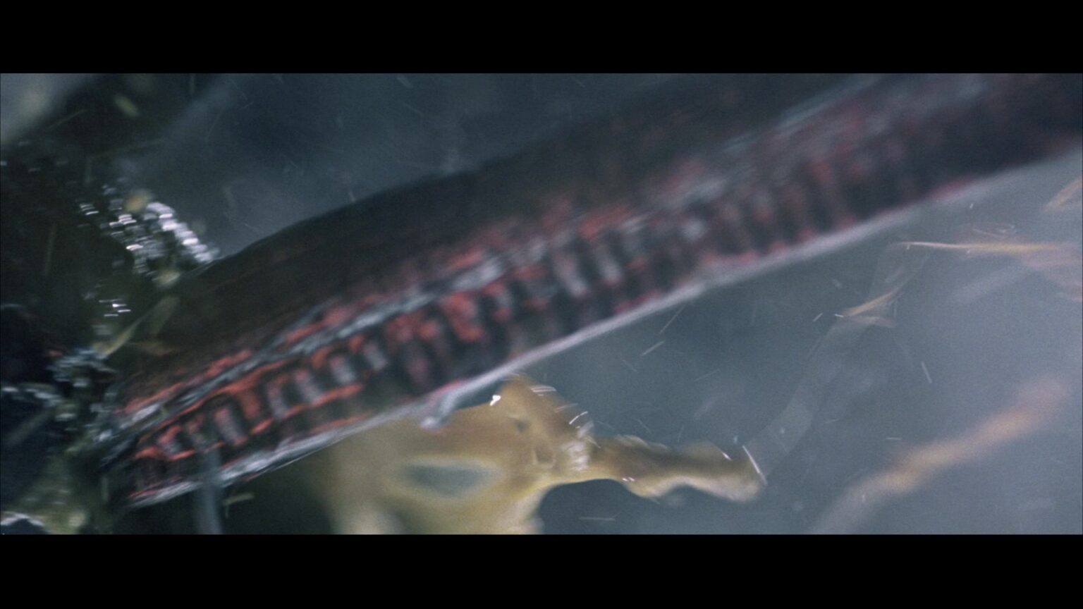 Alien vs. Predator (2004) - Ripped Out Hero Xenomorph Tongue